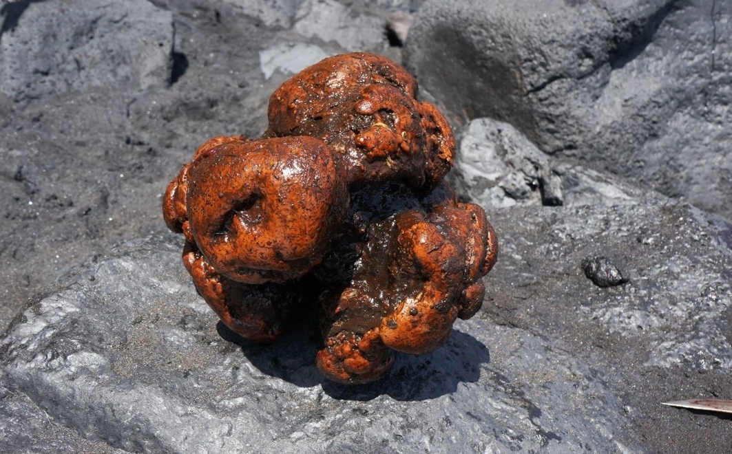 Treasure worth more than half a million euros discovered in a sperm ...