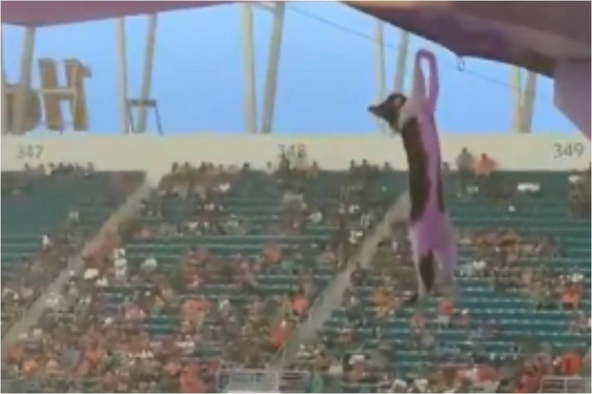 The viral cat hanging from a Hard Rock Stadium in the week they ban ...