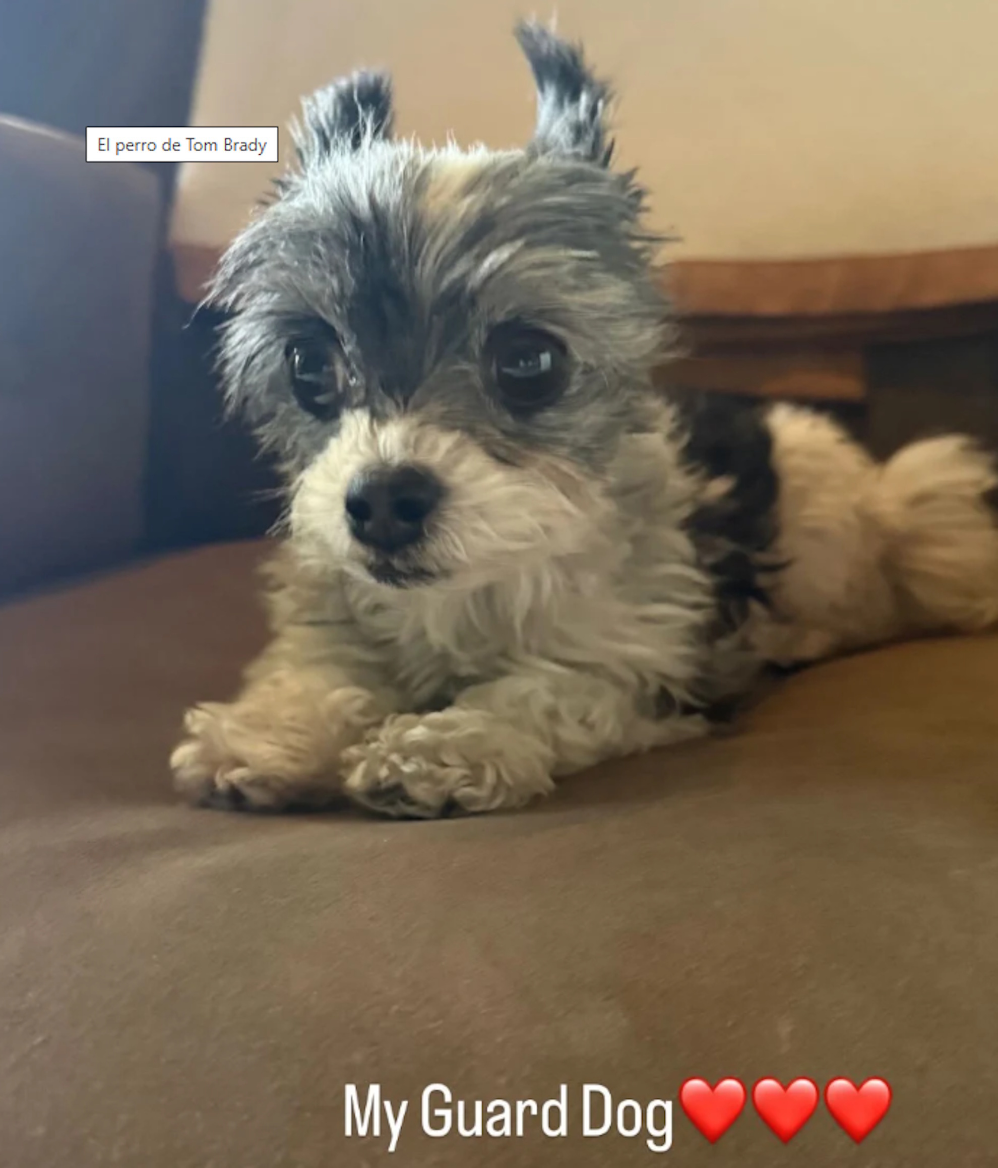 Tom Brady discovers that another of his dogs is also a clone... but of ...