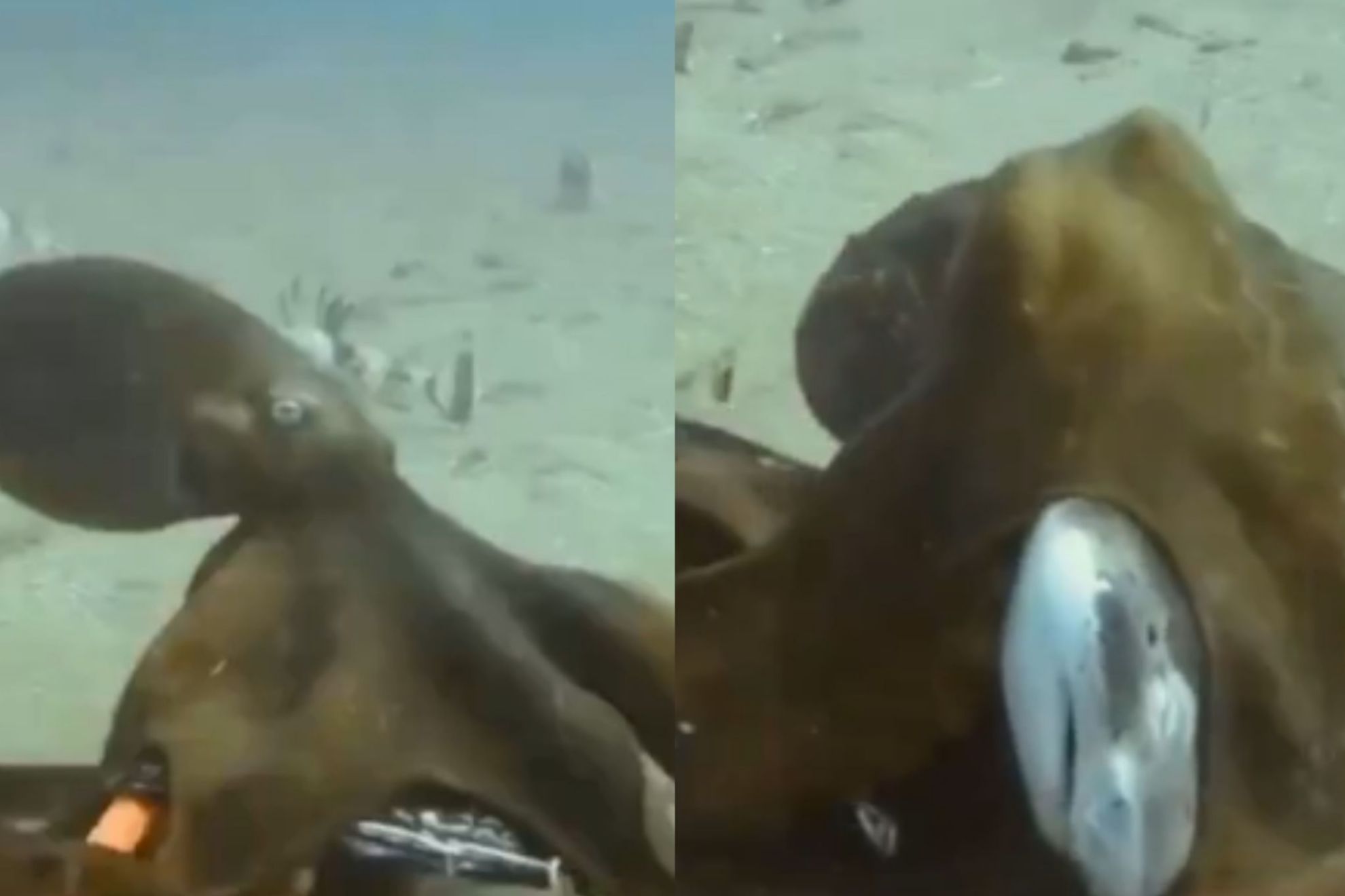 Octopus hugs a shark and leaves social media viewers stunned | Marca